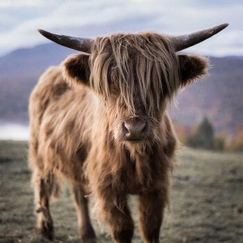Au Diable Vert – Hébergement unique au Québec